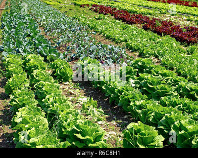vegetable cultivation farm. cultivation of green salad Stock Photo - Alamy