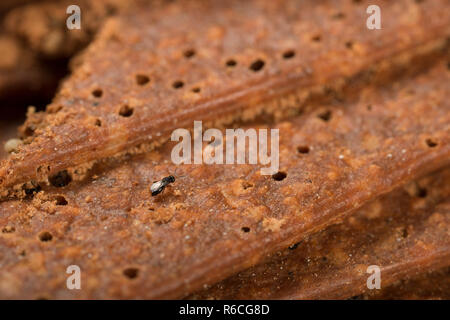 Evidence of flour beetle infestation, Tribolium castaneum, in dog chews ...