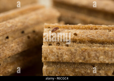 Evidence of flour beetle infestation, Tribolium castaneum, in dog chews ...