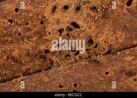 Evidence of flour beetle infestation, Tribolium castaneum, in dog chews ...