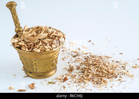 Blue Evergreen Hydrangea Root, Dichroa Febrifuga Stock Photo - Alamy