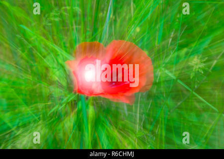Red Poppy With Zoom Effect Stock Photo - Alamy