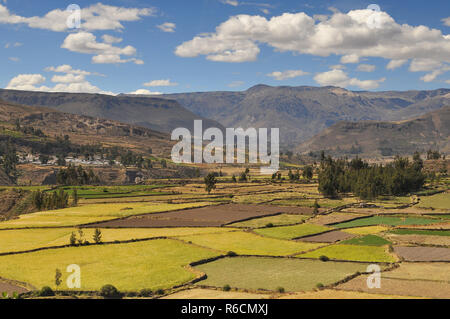 Peru, Colca Valley, Terrace Cultivation Stock Photo - Alamy