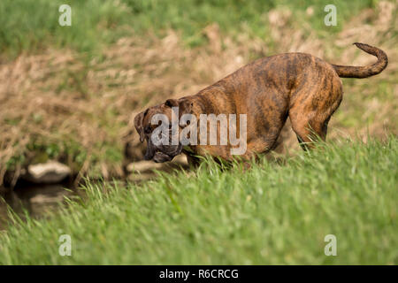 Boxers are playing outside in the meadow Stock Photo - Alamy
