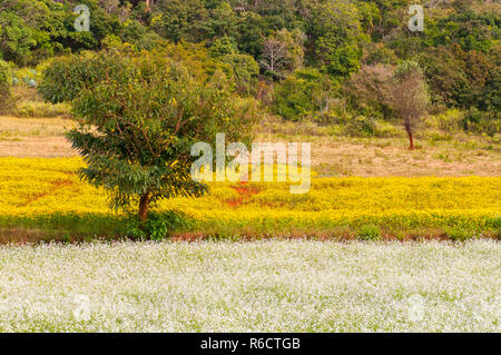 Beautiful landscape of fields in the Shan State of Burma Stock Photo ...