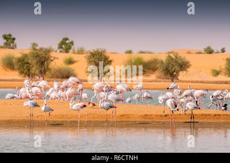 Flamingos paddling in the muddy waters of a muddy lagoon at an oasis Al ...