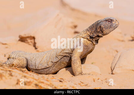 Spiny tailed Lizard, Bahrain, Arabian Gulf Stock Photo - Alamy