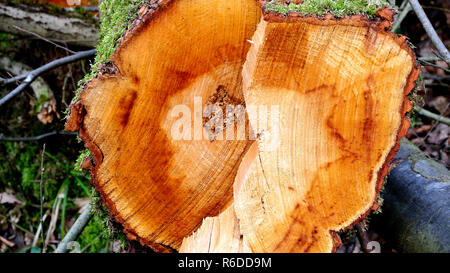 Saw Tracks On A Tree Stock Photo - Alamy