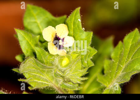 Medicinal plant poison Henbane Hyoscyamus niger Stock Photo - Alamy