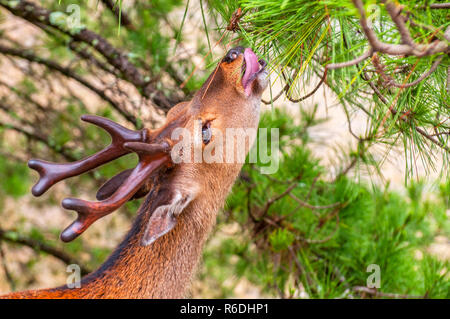 Saint sika (shika) deer in the park at Miyajima island near Hiroshima ...