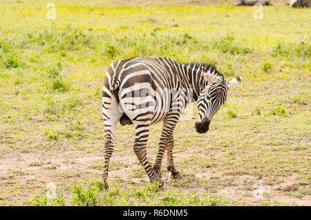 Zebra with cut tail having difficulty chasing flies and mosquitoes in ...
