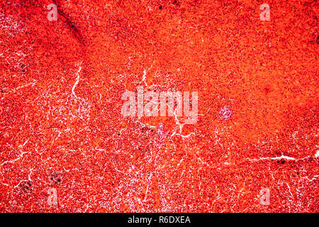 frozen felt tissue under the microscope 100x Stock Photo - Alamy