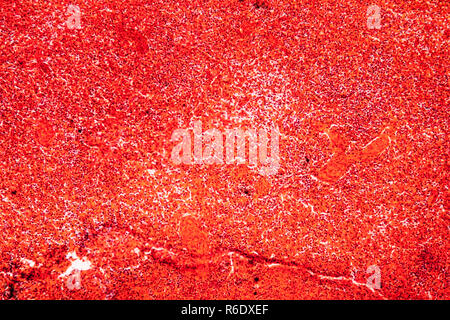 frozen felt tissue under the microscope 100x Stock Photo - Alamy