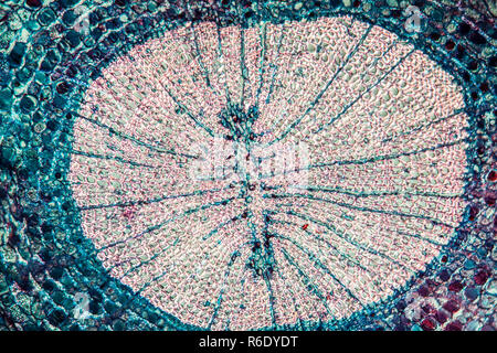 yew root cross 100x Stock Photo - Alamy