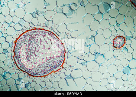 fern plant under the microscope Stock Photo - Alamy