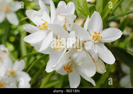Spring blossoms of Choisya × dewitteana 'Aztec Pearl', also called ...