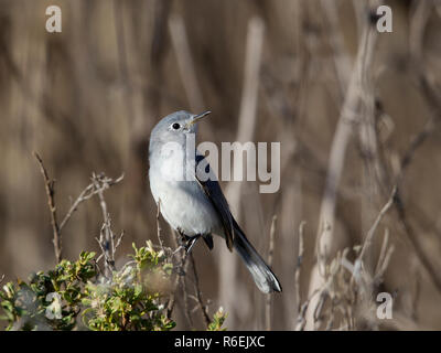 Blue Gray Gnatcatcher Stock Photo - Alamy