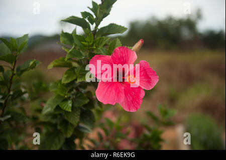 pink bunga raya flower Malaysia national flower image background Stock ...