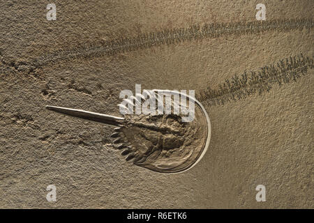 Mesolimulus walchi or Xiphosura fossil imprint on stone with footprints ...