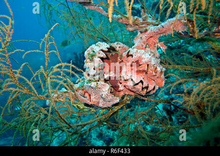 Cock's Oyster Lopha cristagalli Stock Photo - Alamy