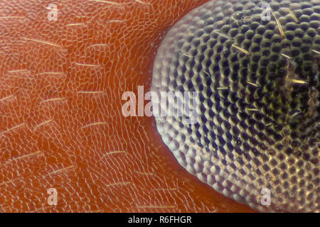 Close up of an ant compound eye; texture of the ommatidium can be ...