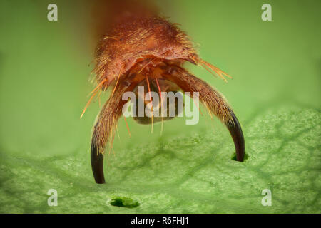 Extreme magnification - Insect claw grabbing on a leaf Stock Photo - Alamy