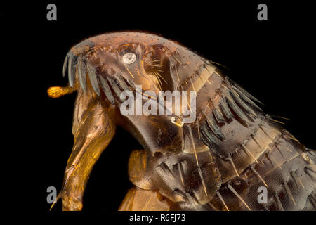 Extreme magnification - Flea under the microscope Stock Photo - Alamy