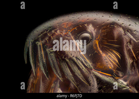 Extreme magnification - Flea under the microscope Stock Photo - Alamy