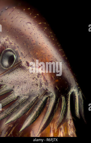 Extreme magnification - Flea under the microscope Stock Photo - Alamy