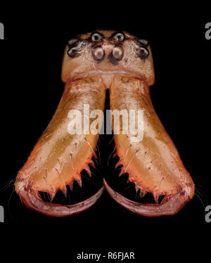 Tetragnatha montana spider Stock Photo - Alamy