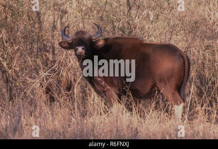A wild Indian Gaur, the largest cattle in the world Stock Photo - Alamy