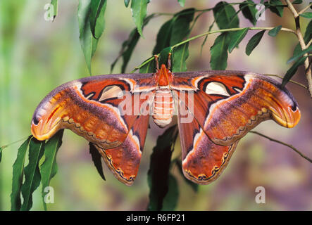 Atlas Moth, Atlacus atlas, largest moth in the world Stock Photo - Alamy