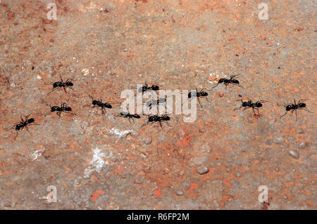 Ants in a line Stock Photo: 18987951 - Alamy