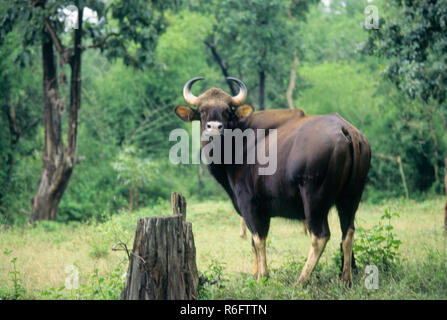INDIAN BISON or GAUR grazing Bos gaurus Bandhavgargh Natl Park, India ...