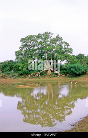 Trunk of of a peepal tree, Ficus religiosa, damaged by bark beetles ...