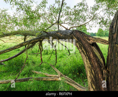 New leaf growth on old grape vine, sud-Touraine, France Stock Photo - Alamy