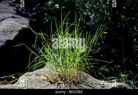 Lemon grass (Cymbopogon citratus), plants, true grass (Gramineae ...