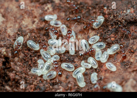 Workers, pupae and larvae inside a pheidole ant nest in Australia Stock ...