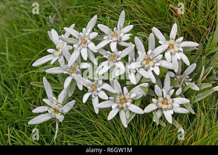 Edelweiss flowers in the Swiss Alps. The flowers are symbols of love ...