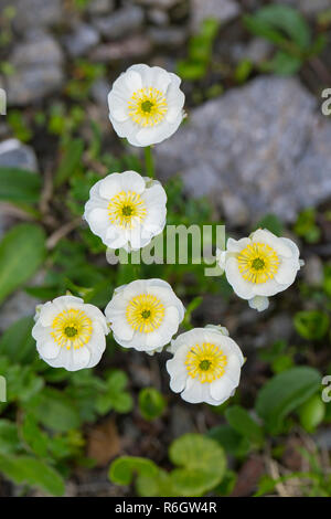 Alpine Buttercup, Ranunculus alpestris in flower, Swiss Alps Stock ...