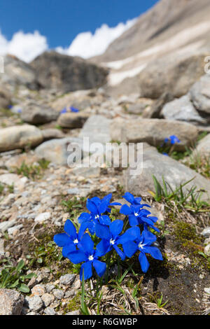 Bavarian gentian (Gentiana bavarica) in flower native to European Alps ...