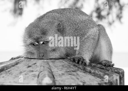 Monkey eat from plate. Primate sit outdoor. Cute animal. Monkey day ...