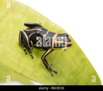 Reticulated poison frog on a leaf. The reticulated poison frog ...
