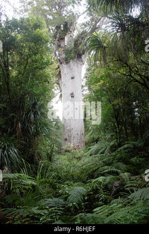 Famous Kauri tree (Agathis australis), "Square Kauri", 1200 years ...
