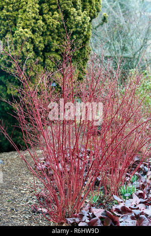 Bright red colourful stems of a Cornus alba 'Sibirica' (Siberian ...