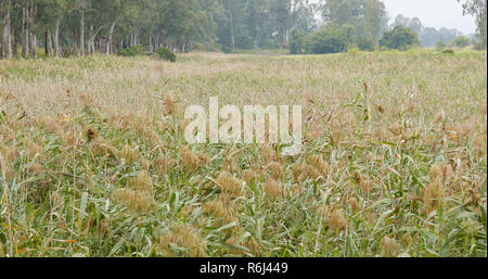 Swamp canes water reed . Blossoming brown marsh cane Stock Photo - Alamy