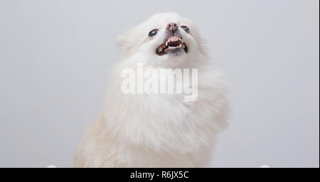 Pomeranian dog getting angry Stock Photo - Alamy