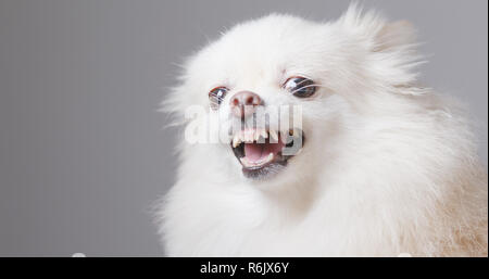 Angry Pomeranian dog Stock Photo - Alamy