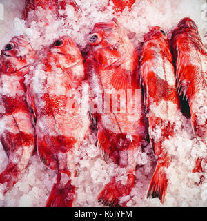 Redbanded Rockfish (Sebastes babcocki) on the sea floor of Santa Cruz ...