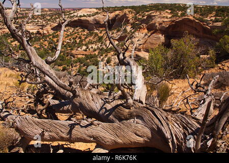 Landscape on Neck Spring Trail in Canyonlands NP in Utah in the USA ...